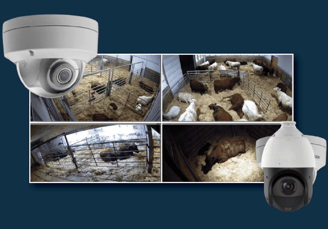 Calving Cameras - Queen City Communications